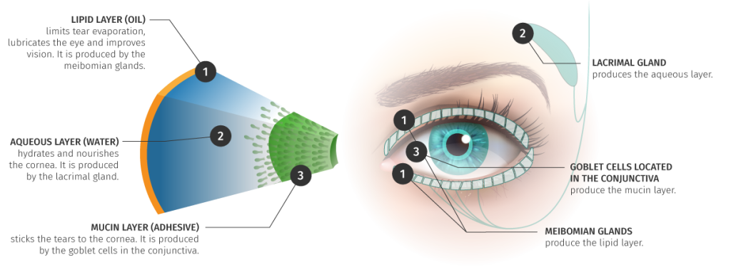 Tears - Diagnose and treat your dry eye